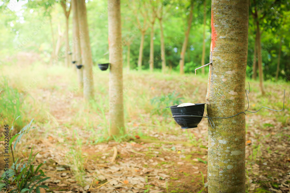 Rubber Latex extracted from rubber tree , (Hevea Brasiliensis) as a ...