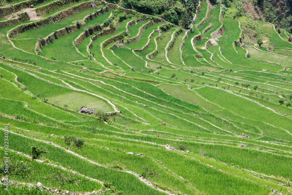 Panoramic view of the Batad rice field terraces in Ifugao province ...