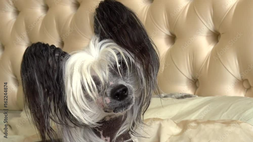 A portrait of a curious dog. The dog looks carefully and turns his head ...