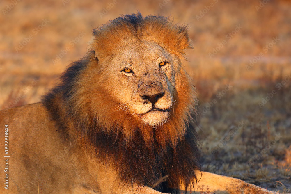 The Transvaal lion (Panthera leo krugeri),also known as the Southeast ...