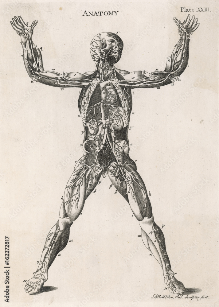 Anatomical drawing of the human body. Date: 1768 Stock Photo | Adobe Stock