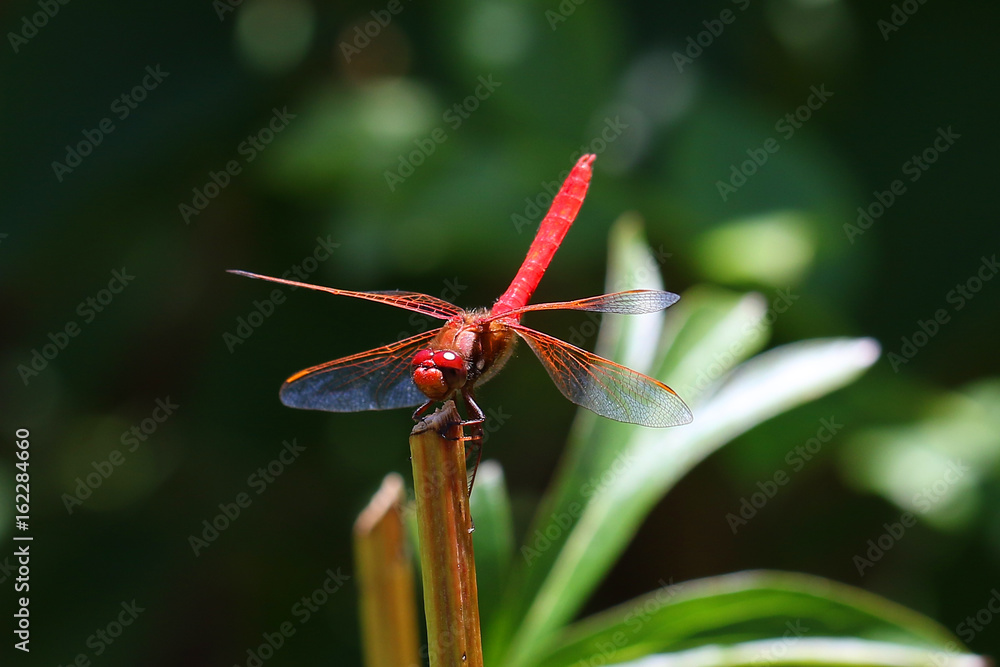 Red skimmer dragonfly Sympetrum darters meadowhawks dragonflies Stock ...