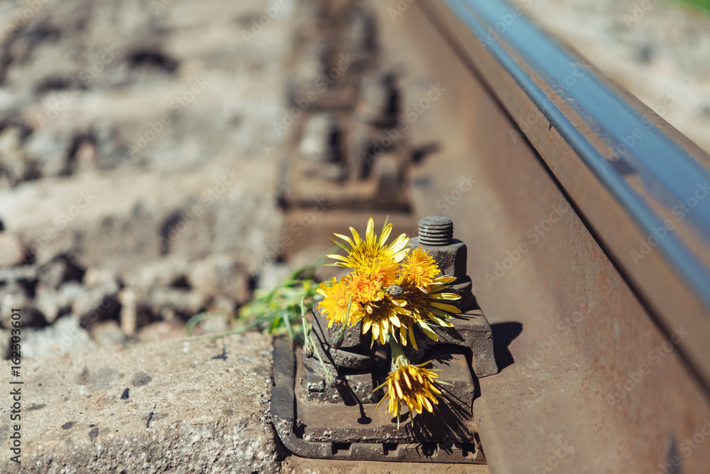 Yellow flowers on the railway. Railway rail close-up, background ...