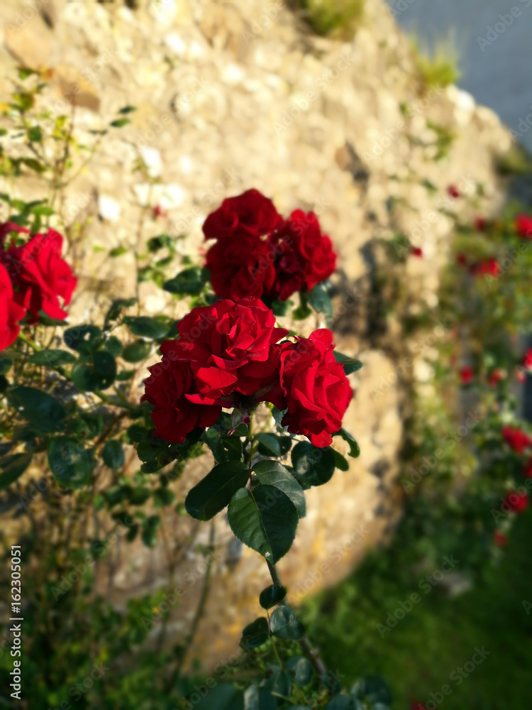 Rosen sind rot Stock Photo | Adobe Stock