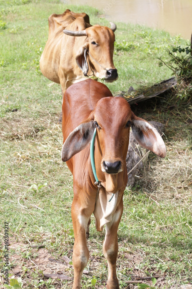 Thai cow Stock Photo | Adobe Stock