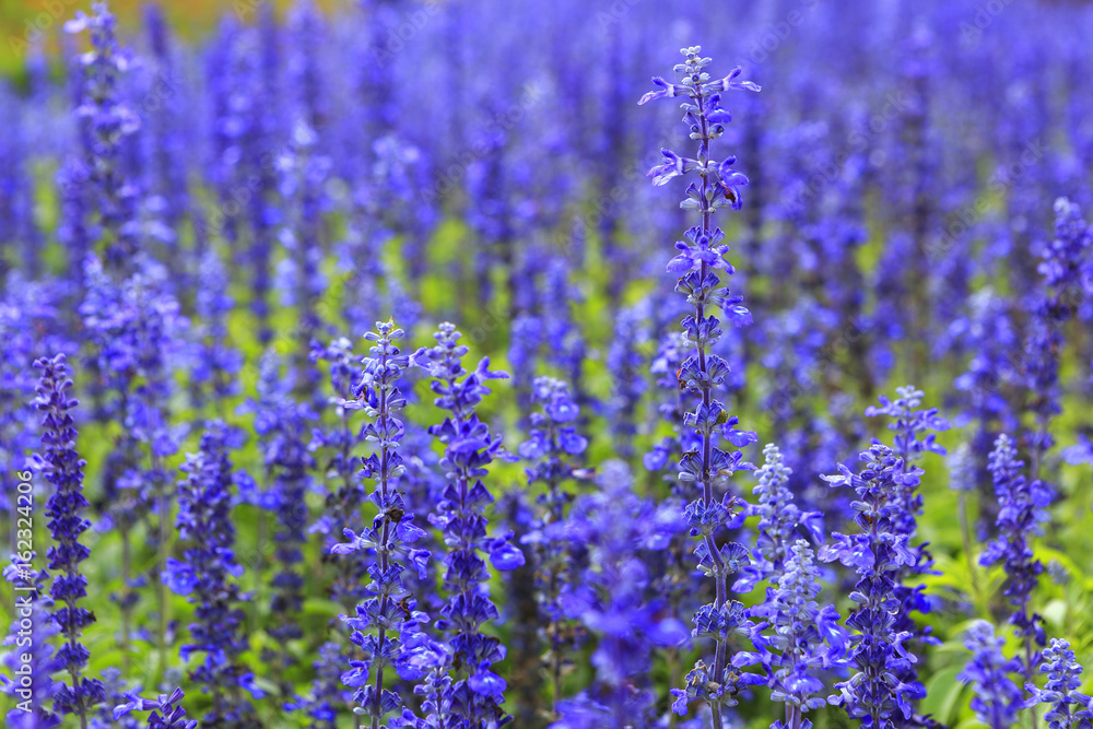 Blue salvia (Salvia farinacea Benth) flowers in the garden Stock Photo ...