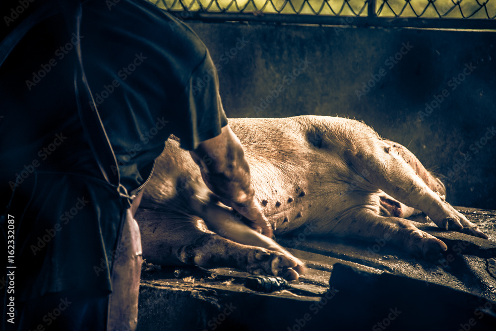 Swine slaughterhouse uses hot water for swine breeding in Thailand ...