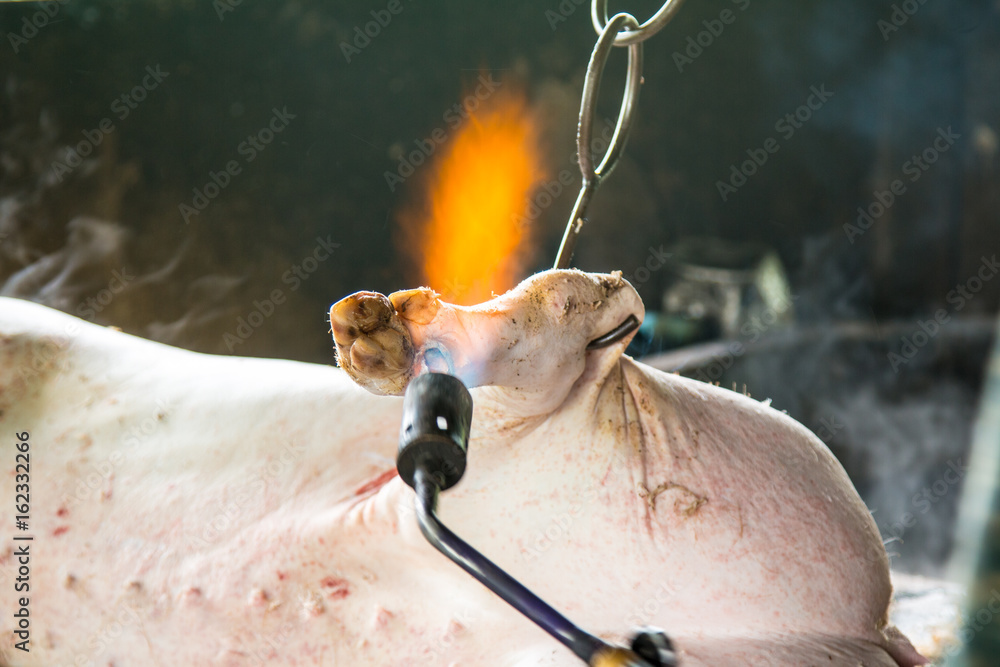 Swine slaughterhouse uses hot water for swine breeding in Thailand ...