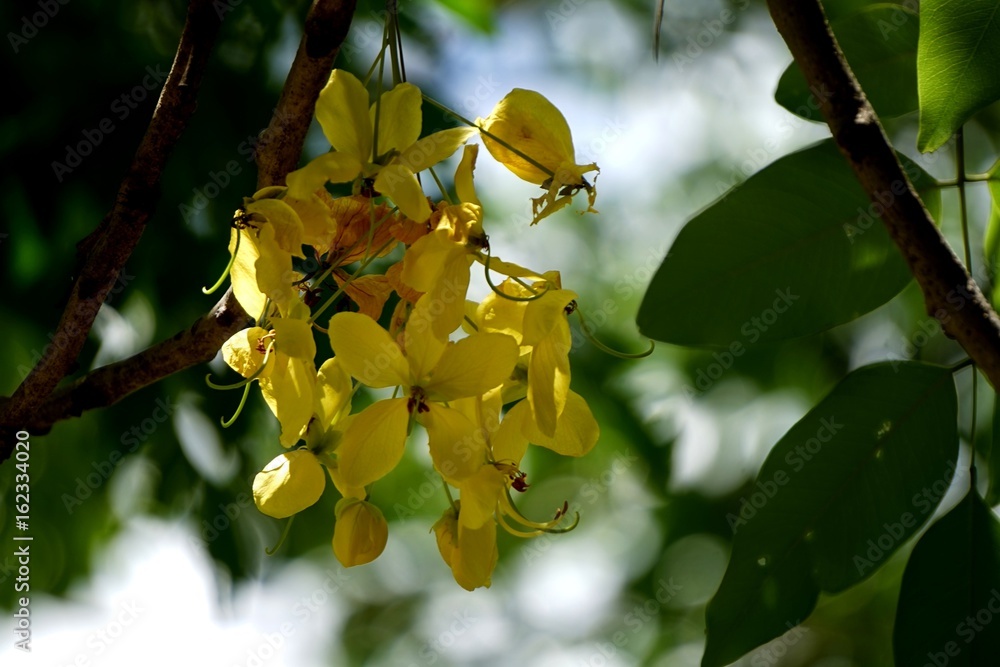 Senna includes herbs, shrubs, and trees. The leaves are pinnate with ...