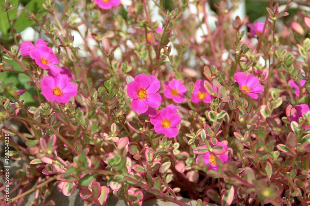 Portulaca oleracea (common purslane, also known as verdolaga, little ...
