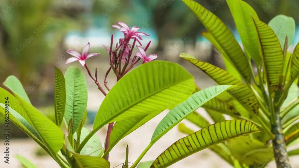 Vidéo Stock Plumeria rubra flower with green foliage on tropical sandy ...