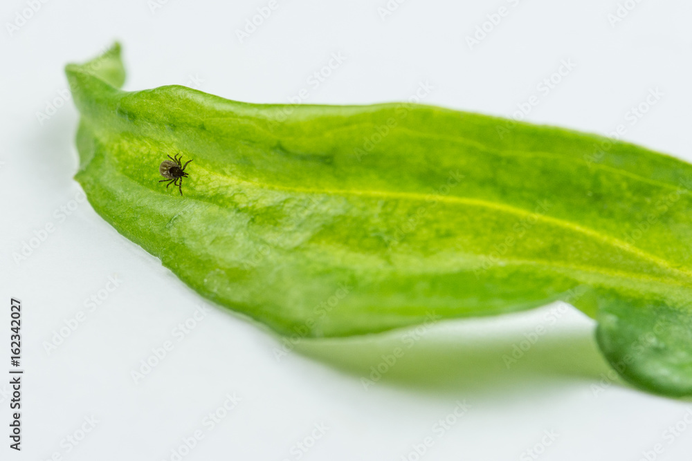 Small castor bean tick on a green leaf with white background. Ixodes ...