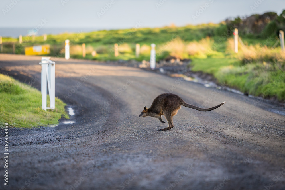 Wallaby Jumping