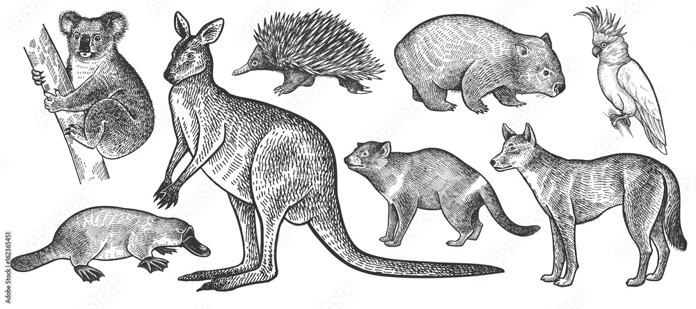 Animals of Australia set. Stock Vector | Adobe Stock