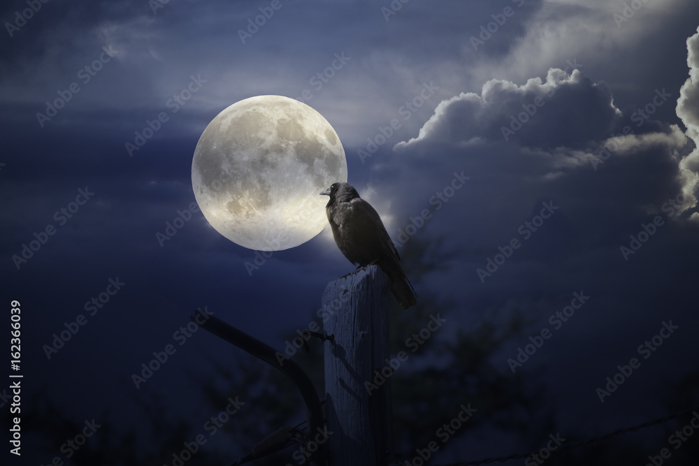 Full moon crow Stock Photo | Adobe Stock