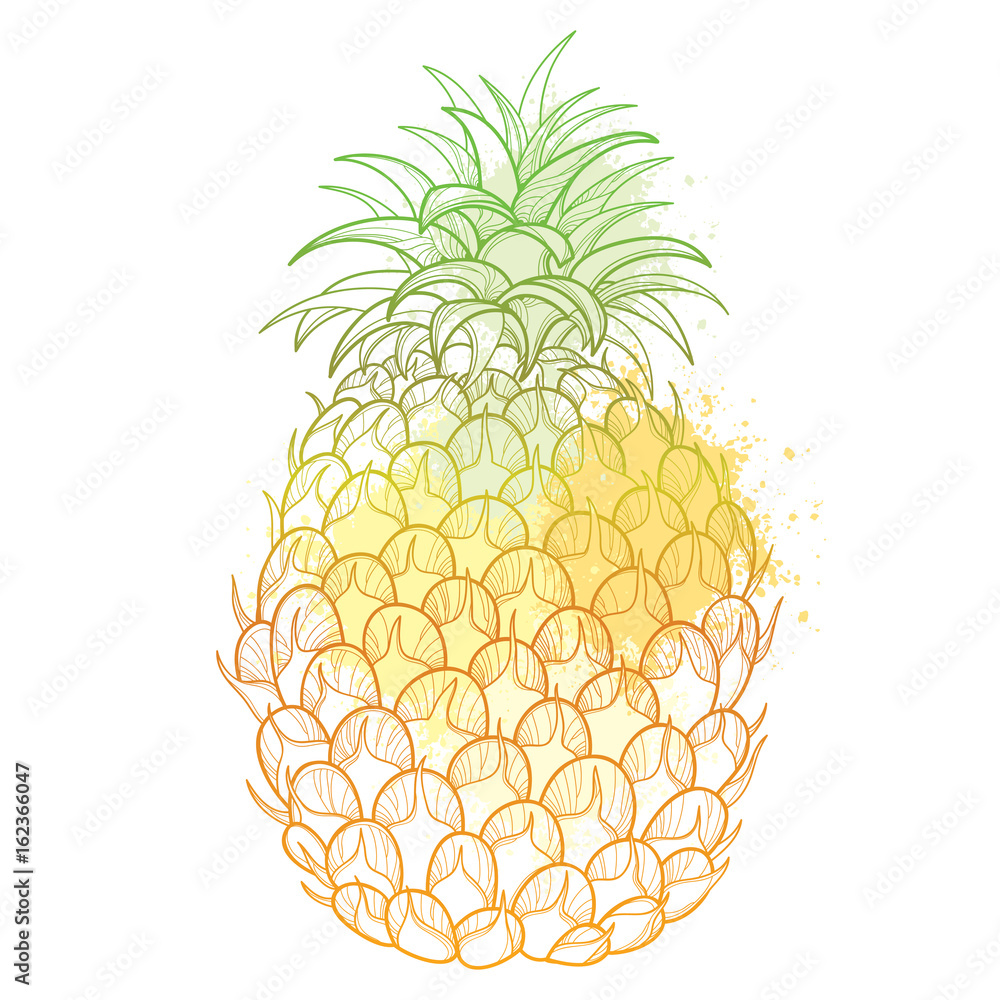 Pineapple Drawing Color