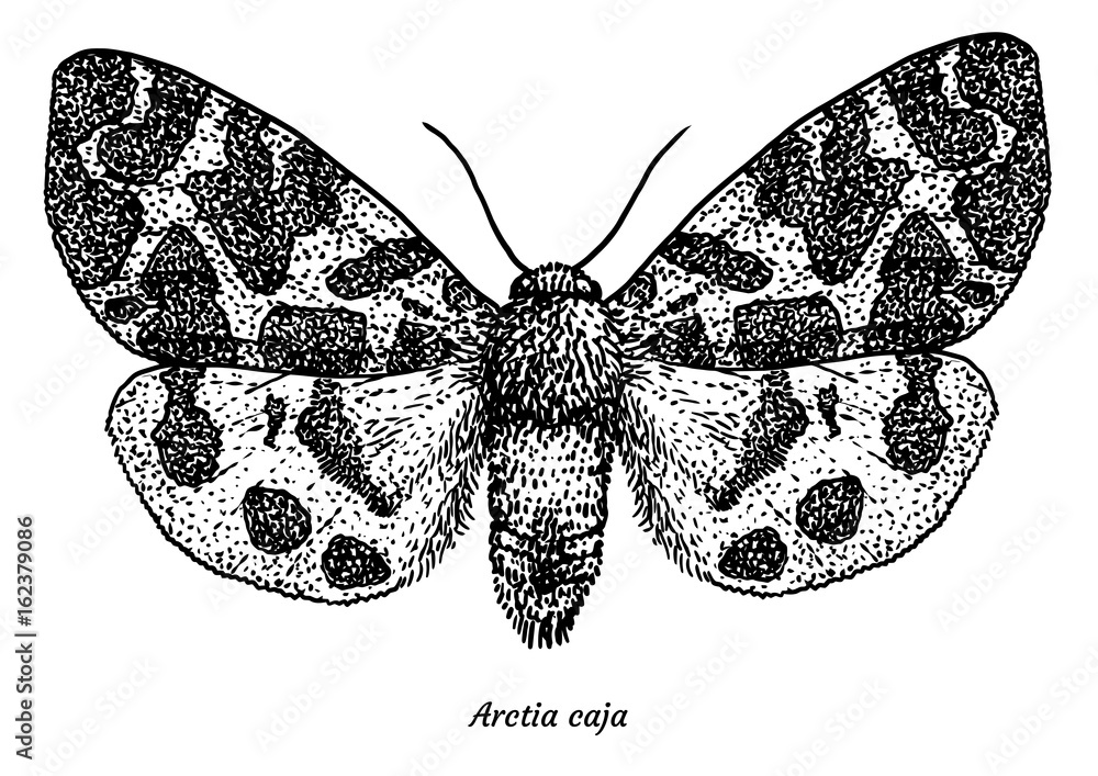 Garden tiger moth illustration, drawing, engraving, ink, line art ...
