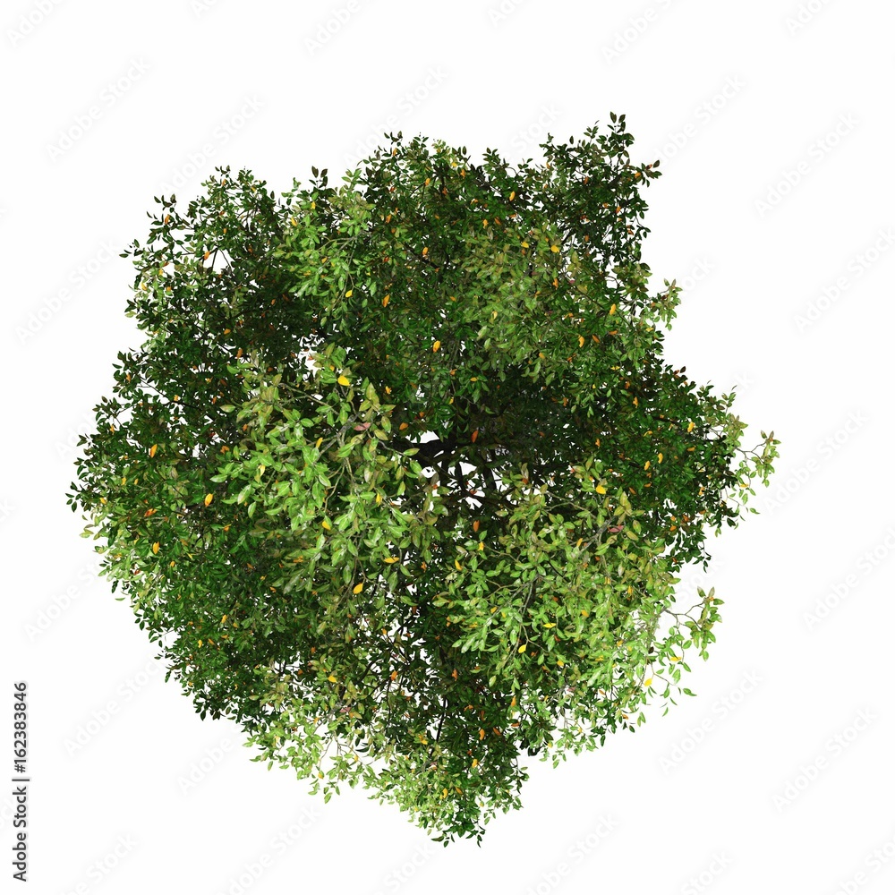tree top view isolated white background Stock Photo | Adobe Stock
