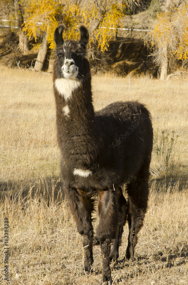 Llama Smiling