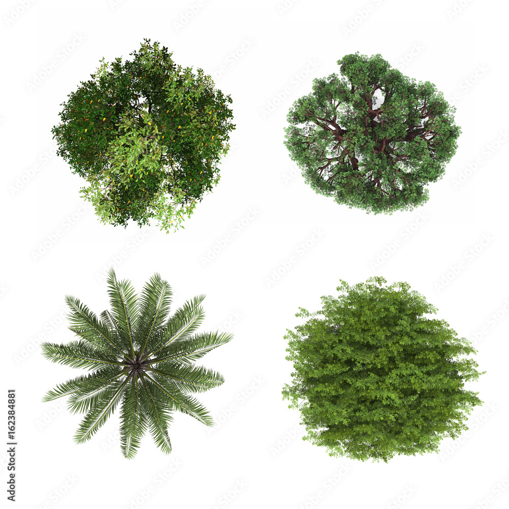 tree top view isolated white background Stock Photo | Adobe Stock