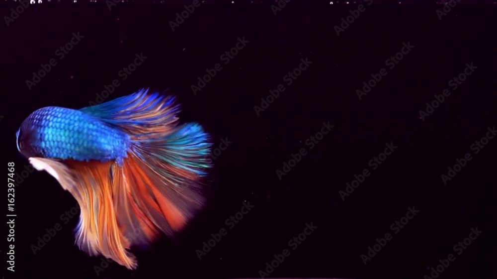 The colourful Siamese fighting fish Betta splendens, also known as Thai ...