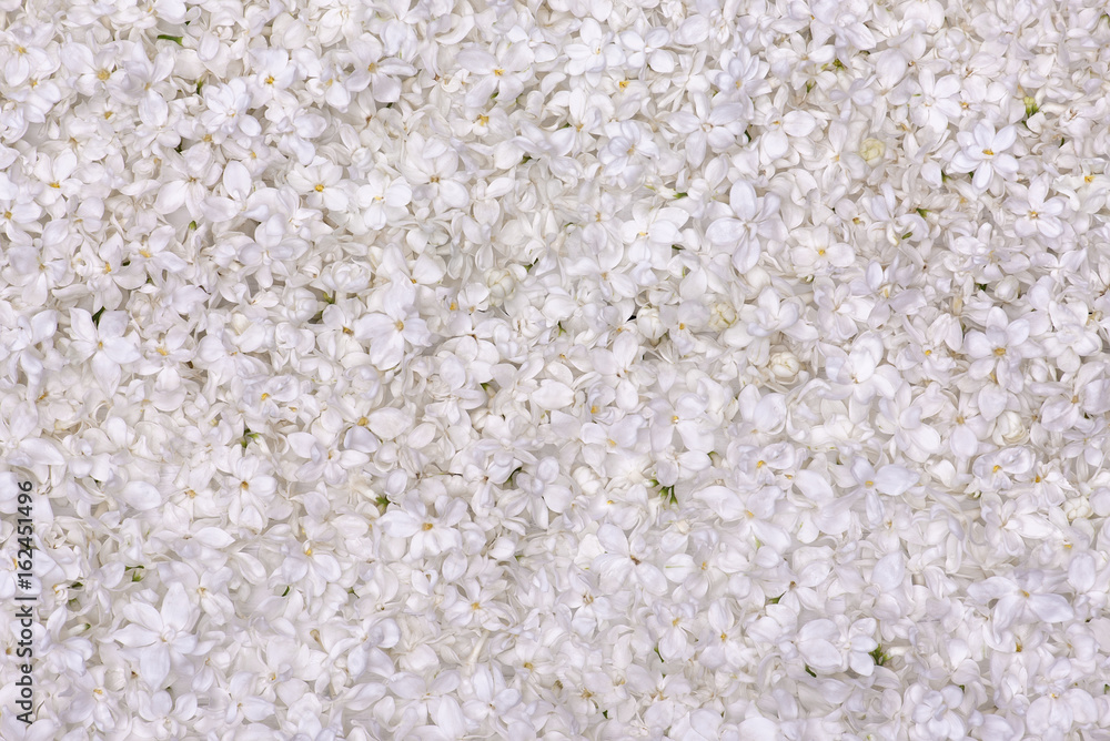 white flower petals background texture Stock Photo | Adobe Stock