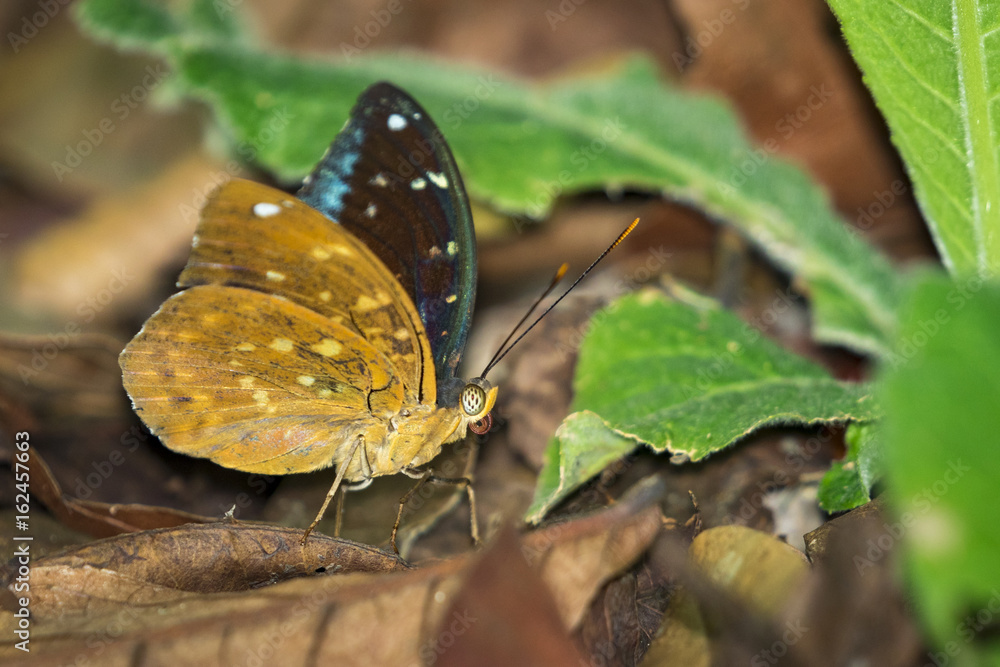 Image of Common Archduke Butterfly(male) (Lexias pardalis dirteana) on ...