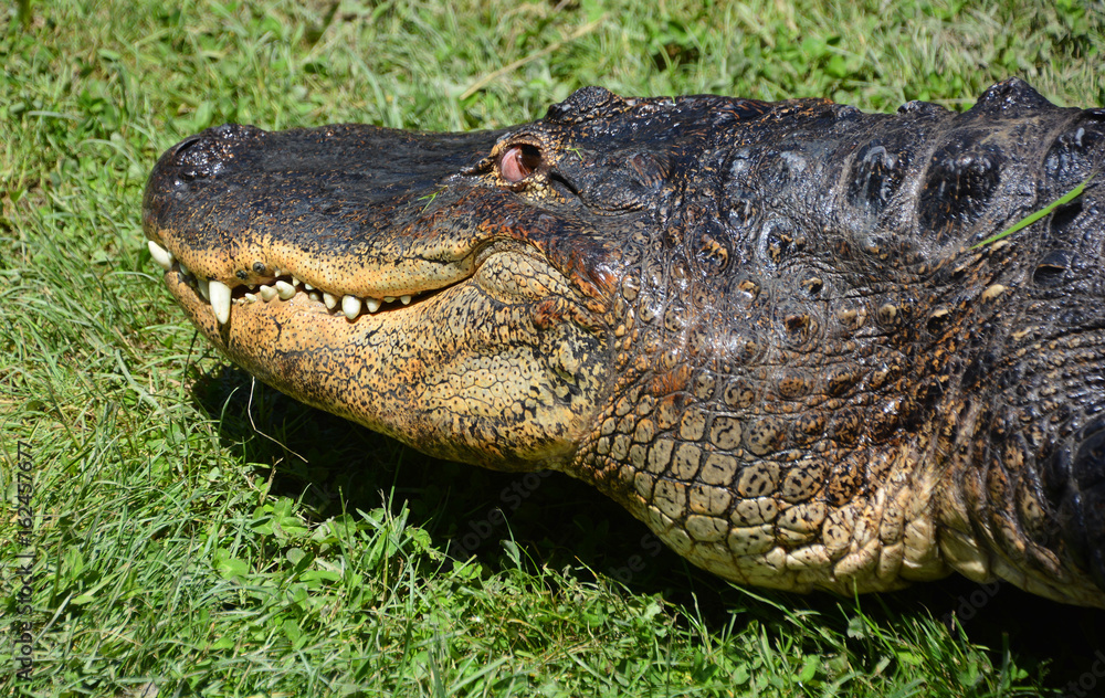 An alligator is a crocodilian in the genus Alligator of the family ...