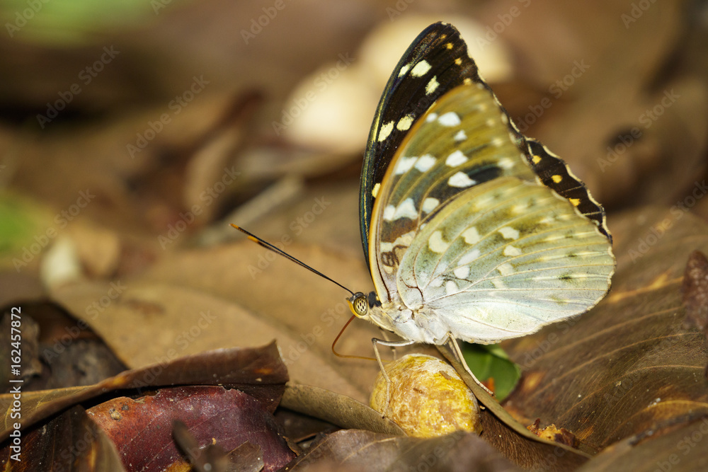 Image of Common Archduke Butterfly(female) (Lexias pardalis dirteana ...