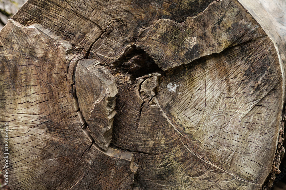 Tree rings are counted to determine the age of a tree. Cut wood texture ... Tree rings are counted to determine the age of a tree. Cut wood texture ...