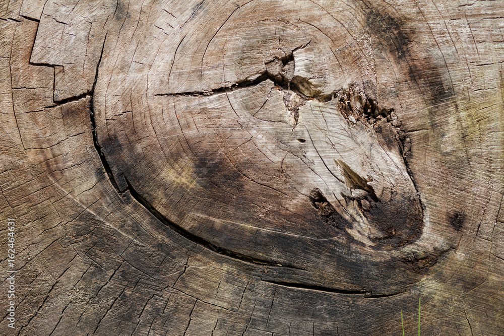 Tree rings are counted to determine the age of a tree. Cut wood texture ...