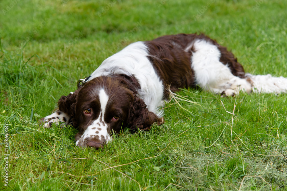Cute English Springer Spaniel lying on the the green grass in summer ...