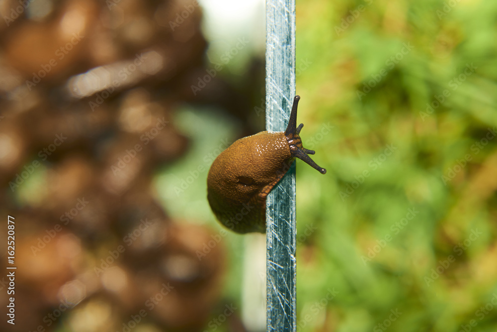 Escape of slug from aquarium where are collected from garden. Spanish ...