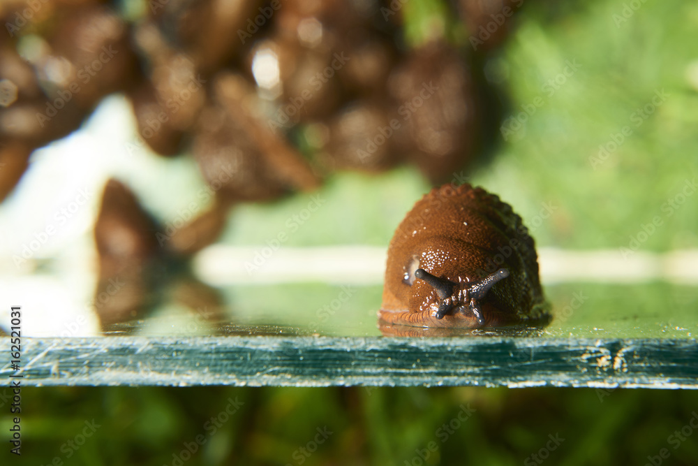 Escape of slug from aquarium where are collected from garden. Spanish ...