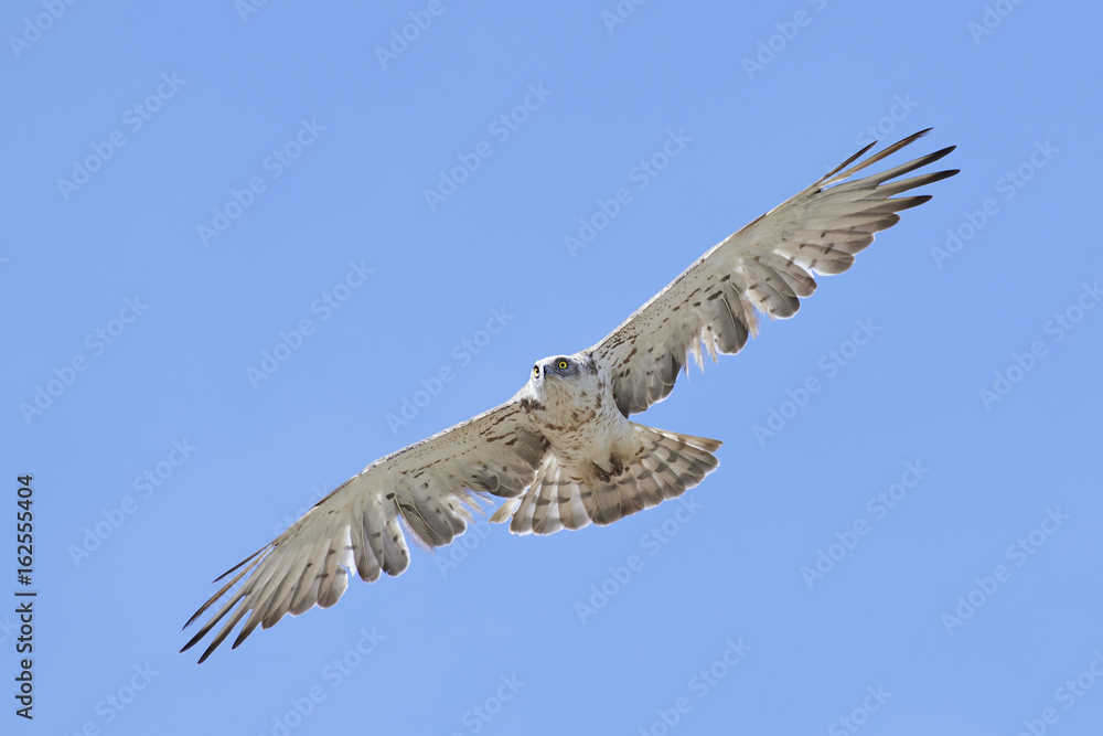 Short-toed snake eagle (Circaetus gallicus) Stock Photo | Adobe Stock