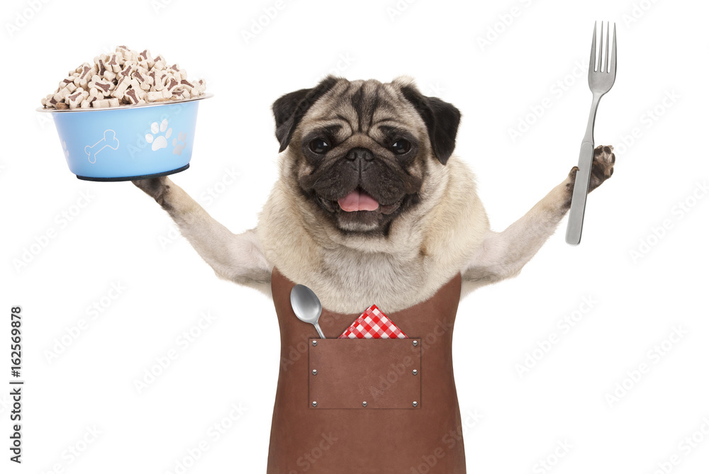 smiling pug dog wearing leather barbecue apron, holding up blue food ...