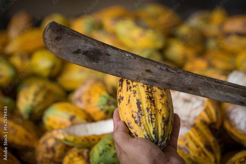 Cacao pod cut open to show cacao beans inside in Thailand Stock Photo ...