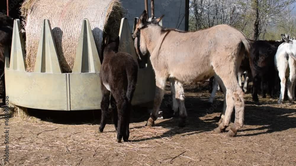 Equus mūlus Mule بغل Mulo Μουλάρι 노새 Asino Mulet Mula Maultier Muli 骡 ...