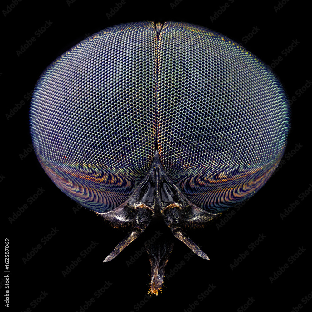 Fly Under Microscope