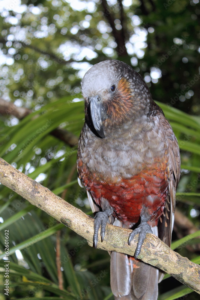 Kaka Parrot