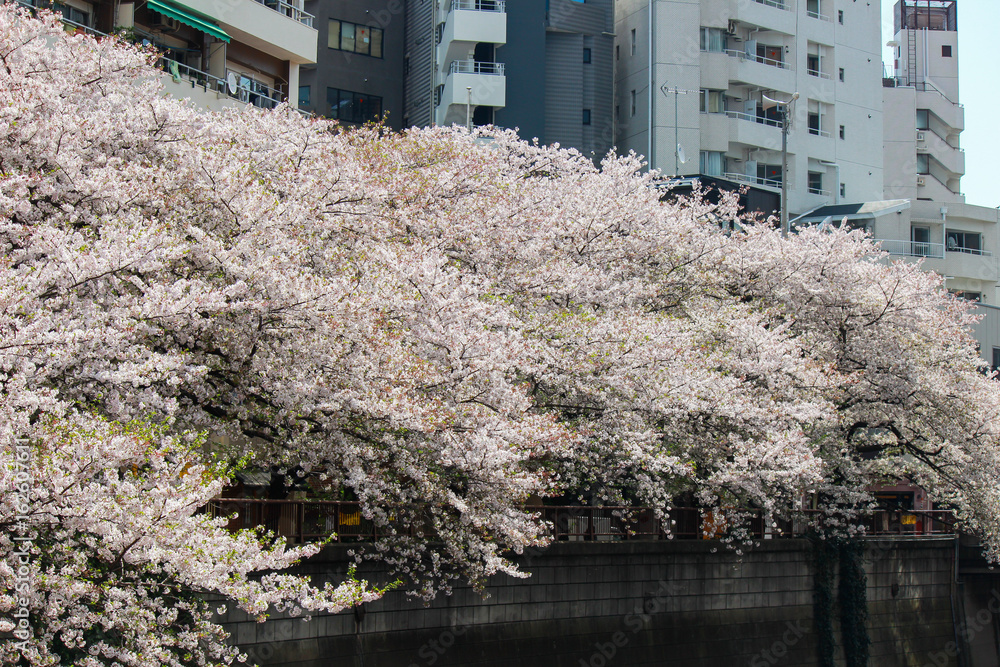 Cherry trees along Meguro River,Meguro-ku,Tokyo,Japan in spring. Stock ...