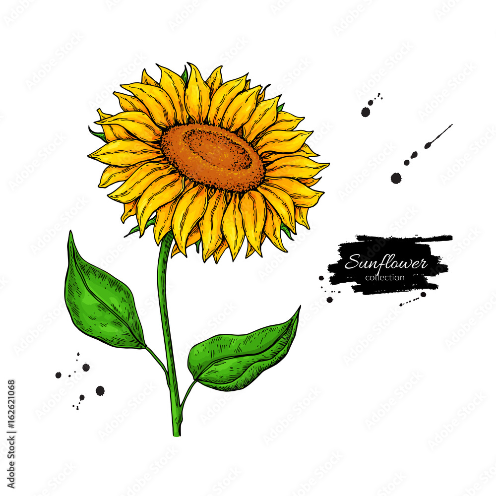 Sunflower flower vector drawing. Hand drawn illustration isolated on ...