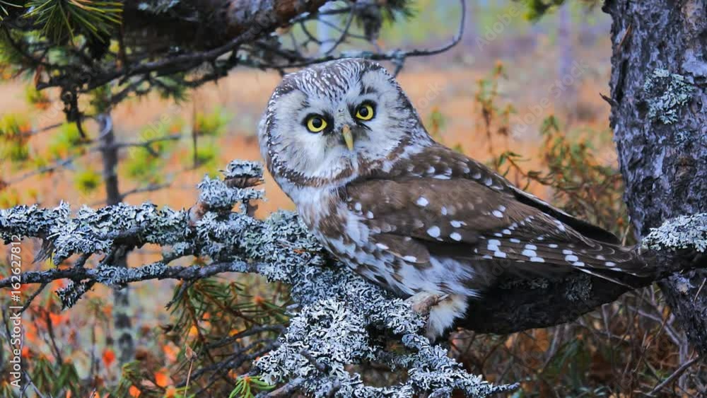 Tengmalm's owl (boreal owl, Aegolius funereus) in typical environment ...