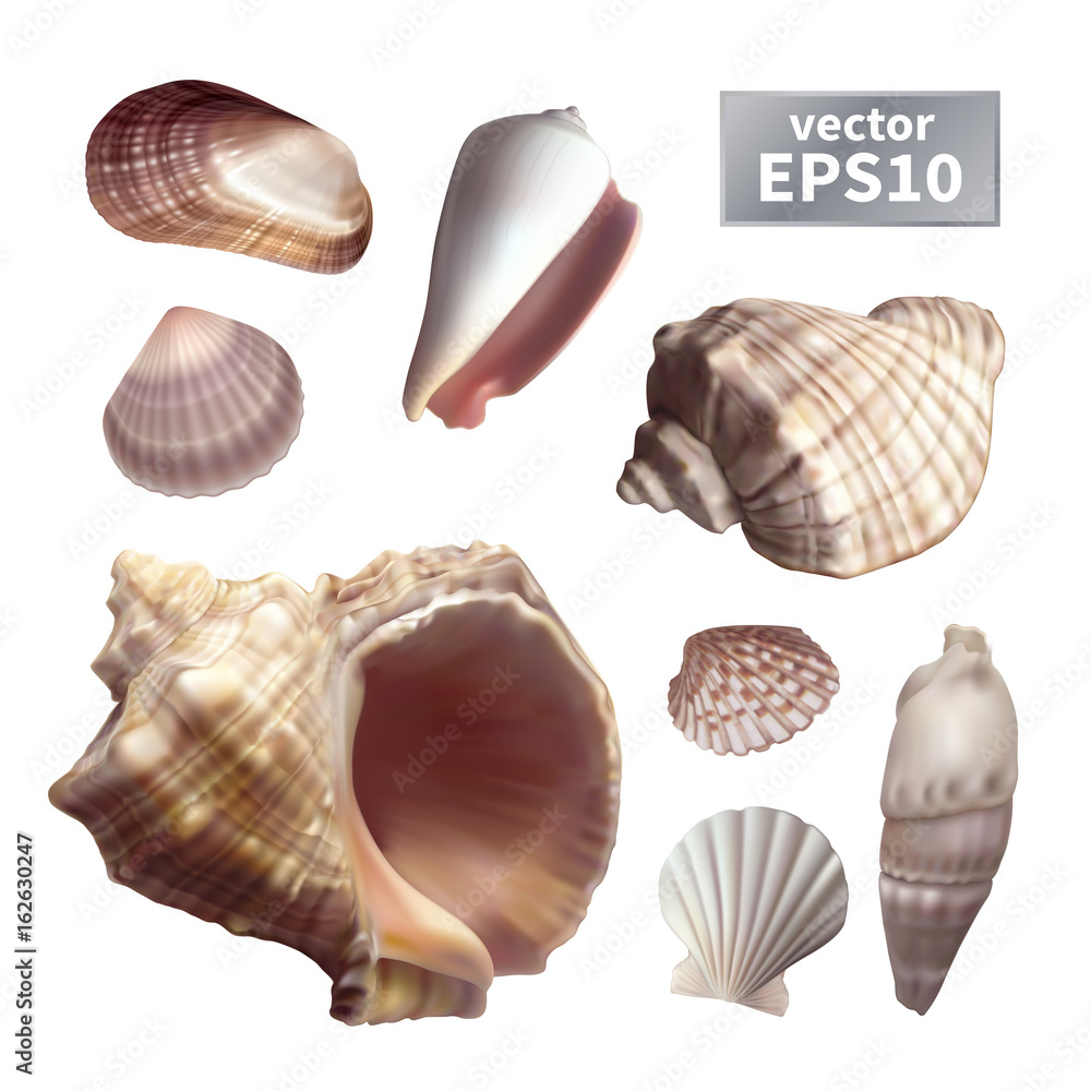 Set of realistic different shapes seashells. Isolated on a white ...