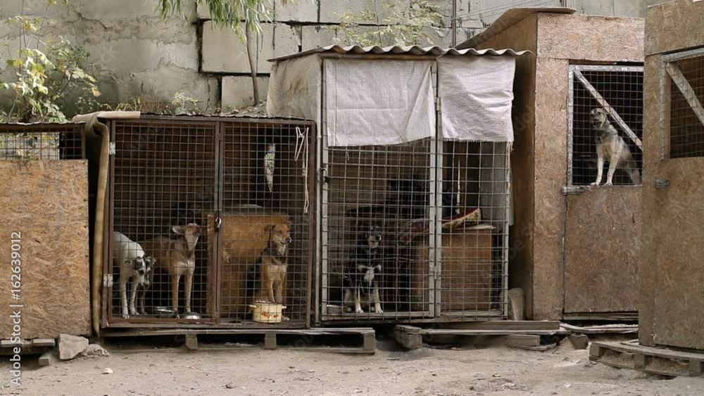 Homeless animals. Five enclosures with barking dogs at the animal ...