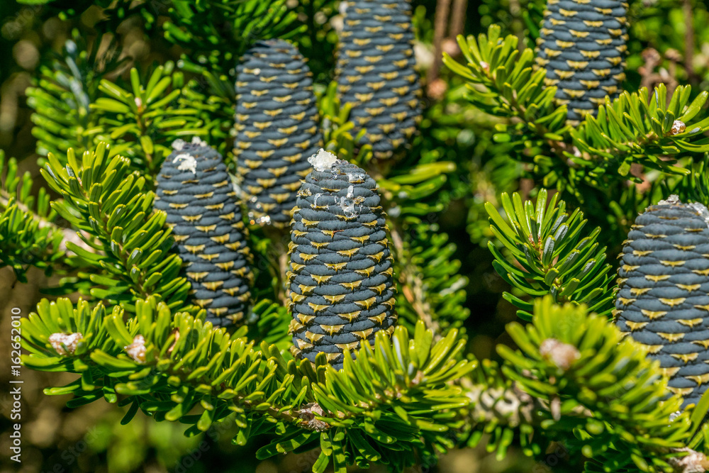 Korean fir tree with blue cones. Stock Photo | Adobe Stock