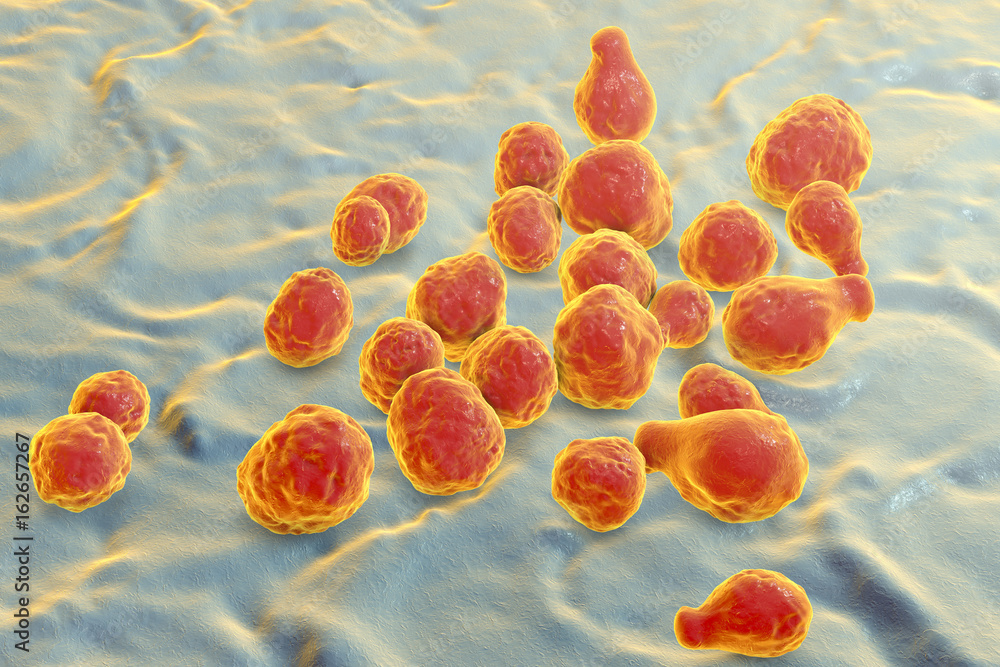 Pathogenic yeast fungus Cryptococcus neoformans which cryptococcal ...