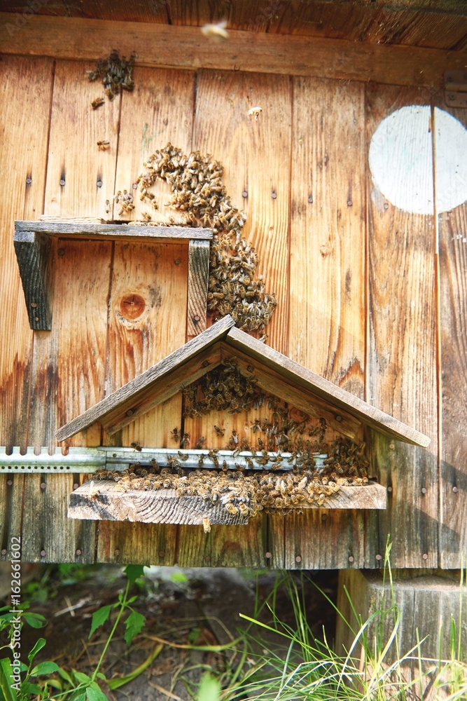Vertical shot of honey bees swarming on their beehive in an apiary ...