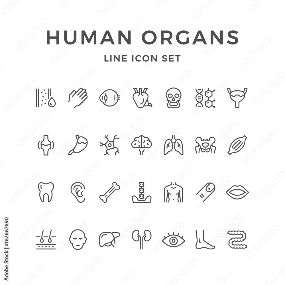 Set line icons of human organs Stock Vector | Adobe Stock