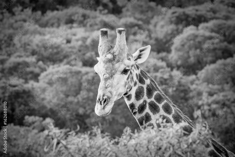 Giraffe looking left and down in South Africa in black and white Stock ...